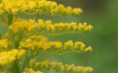 Solidago canadensis