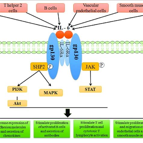Schematic Representation Of Il 6 Signal Transduction On Target