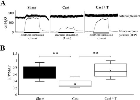 Erectile Function Evaluation A Representative Tracings Of Download