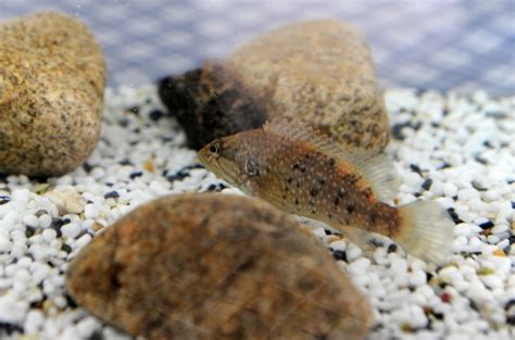 민물고기 생태학습관 아이들에게 인기세종신문