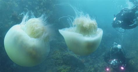 “바다괴물 해수욕장 등장하는데”…비용 문제로 설치 무산 어쩌나
