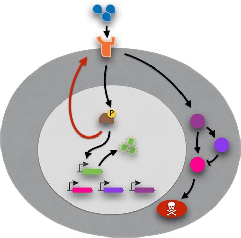 Function Of A Cell Circuit