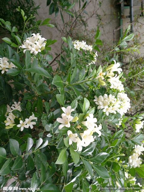 千里香摄影图花草生物世界摄影图库昵图网