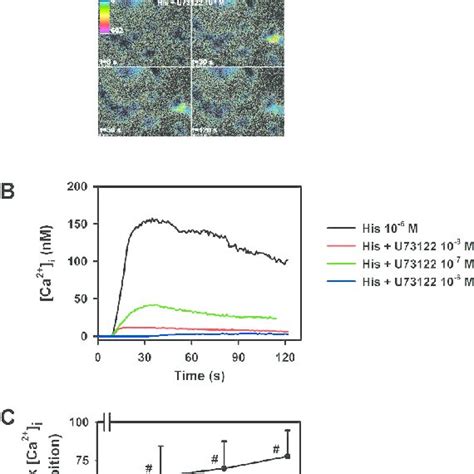 Effect Of A Phospholipase C Inhibitor On Intracellular Ca 2þ Ca 2þ