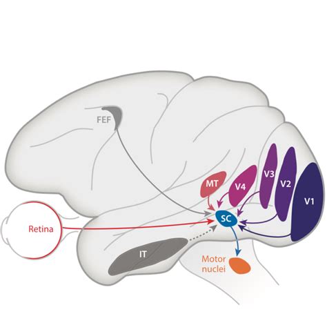Visual Functions Of The Primate Superior Colliculus Hafed Lab