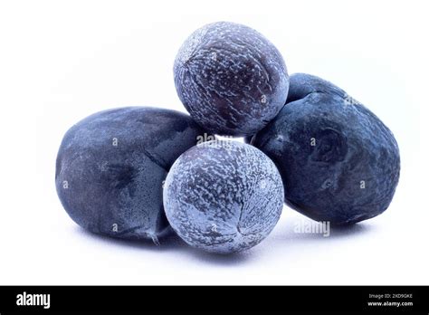 Podocarpus Podocarpaceae Cut Out Stock Images And Pictures Alamy