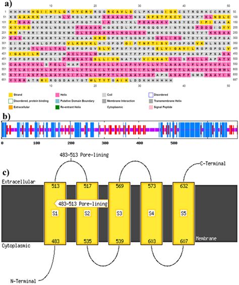 Secondary Structure Analysis Of The Construct A Psipred Results Download Scientific Diagram