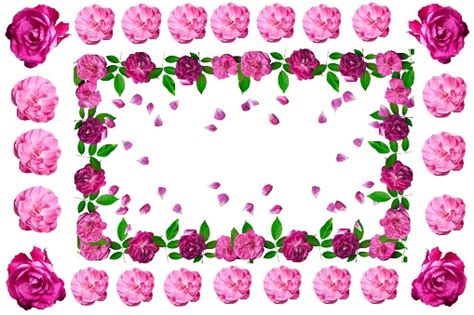 흰색 배경에 분홍색 장미의 프레임 웹 디자인 기프트 카드 발렌타인 데이 결혼식 생일 세계 여성의 날 3 월 8 일 어머니의 날 포스터 0명에 대한 스톡 사진 및 기타 이미지