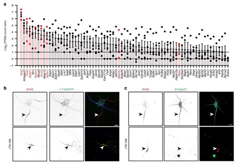 New Article Out Mapping The Axon Initial Segment Components By Mass Spectrometry NeuroCyto Lab