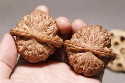 探究 文玩核桃上色快慢与颜色深浅的原因 知乎