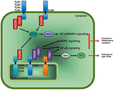 Presentation Of Intracellular Signaling Events Through Myd88 And