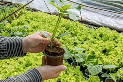 Root System Of Cucumber Seedlings Plays A Crucial Role In Nutrient