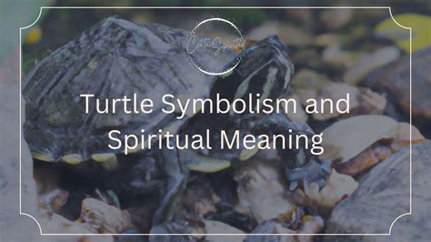 Turtle Symbolism And Spiritual Meaning