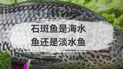 石斑鱼是海水鱼还是淡水鱼 匠子生活