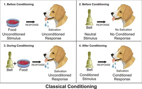 Conditioned Response In Psychology