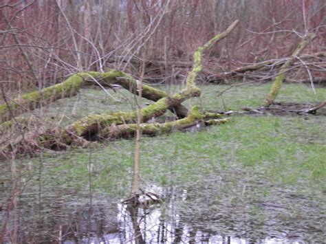 Fallen Trees Online Puzzle