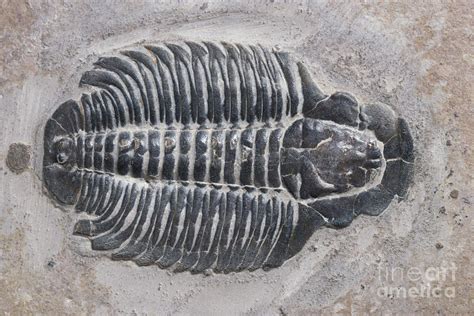 Trilobite Photograph by Robert J Erwin and Photo Researchers - Pixels
