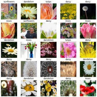 TensorFlow Flower Dataset Sample Download Scientific Diagram