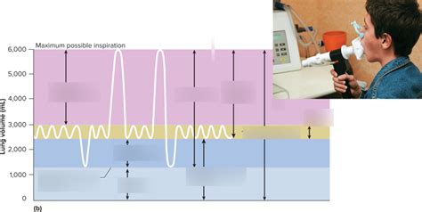 Spirometer Diagram Quizlet