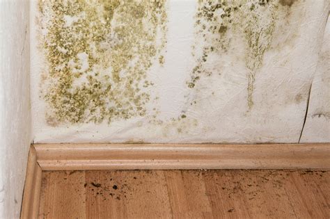 35 Unique Mold On Walls In Bedroom Home Decoration And Inspiration Ideas