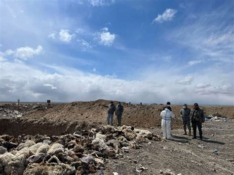 Хорогдсон 5 6 сая малын сэг зэмийг устгажээ