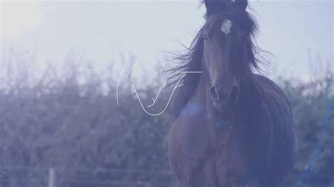 Horse Gallop In Slow Motion Finding Creative Stride Youtube