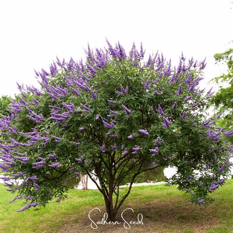 Vitex Chaste Tree Texas Lilac Vitex Agnus Castus 20 Seeds