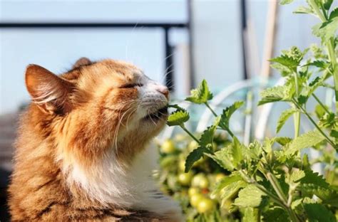 Catnip Benefits For Humans And Pets Side Effects