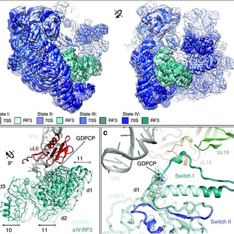 Small Subunit Rotation Leads To Rf3 Accommodation On The Large Subunit Download Scientific