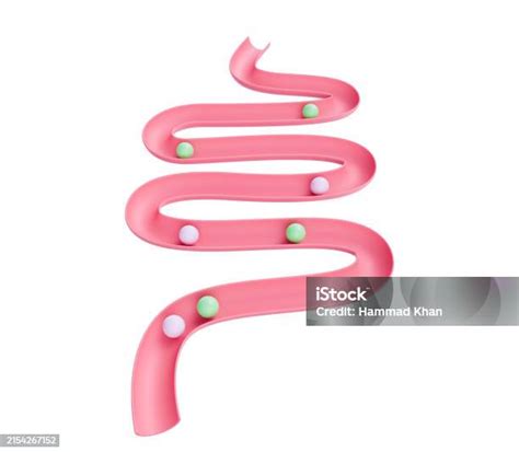 인간의 내장 모델 소화 시스템 또는 장관 모형 공이 굴러 내려 3d 일러스트 레이 션 창자에 대한 스톡 사진 및 기타 이미지 창자 복부 튜브 Istock