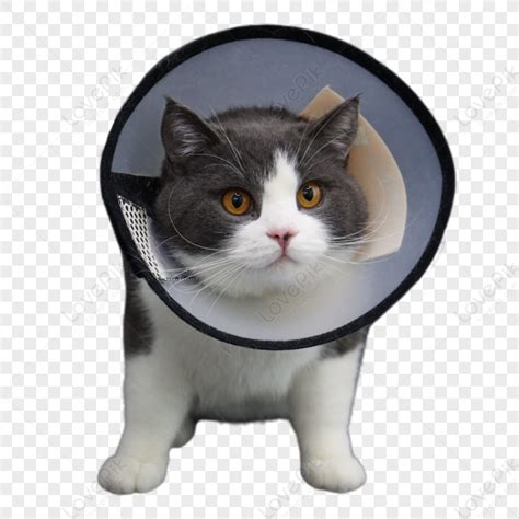 칼라와 귀여운 고양이 고기 통통한 아름다운 Png 일러스트 무료 다운로드 Lovepik