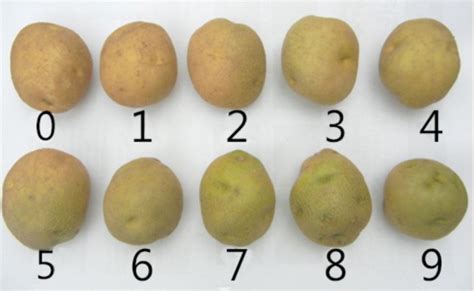 햇볕 받아 초록색으로 변한 ‘감자 먹어도 괜찮을까 당신의 건강가이드 헬스조선