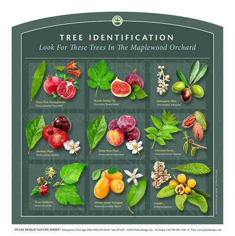 52 Free Printable Tree Leaf Identification Charts PDF Infographic