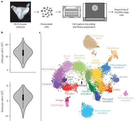 Scrna Seq Of Whole Mouse E8 25 Embryos Identifies 20 Major Cell