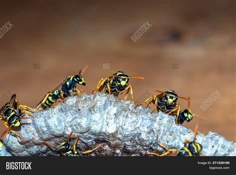Wasps Build Nest Wasp Image Photo Free Trial Bigstock