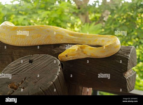 A Portrait Of An Albino Burmese Python Python Bivittatus Curling On A Branch Stock Photo Alamy