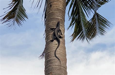 태국의 생생한 푸른 하늘을 배경으로 무성한 야자수 줄기 꼭대기에 자리 잡은 도마뱀 0명에 대한 스톡 사진 및 기타 이미지 0명 검은색 나무 Istock