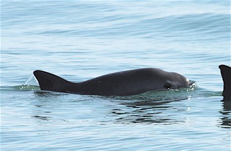 Vaquita Iucn Ssc Cetacean Specialist Group