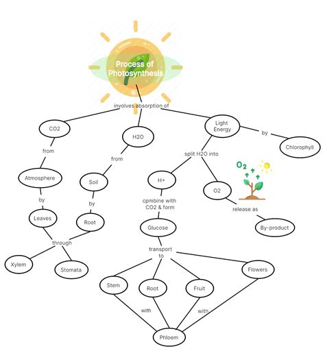 Simple Mitosis Concept Map
