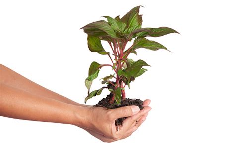 Hold The Seedlings Flower Of Cockscomb In Your Hand To Be Planted