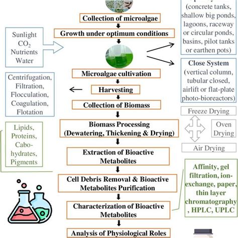 The Stepwise Illustration For Production Of Microalgae Derived Valuable