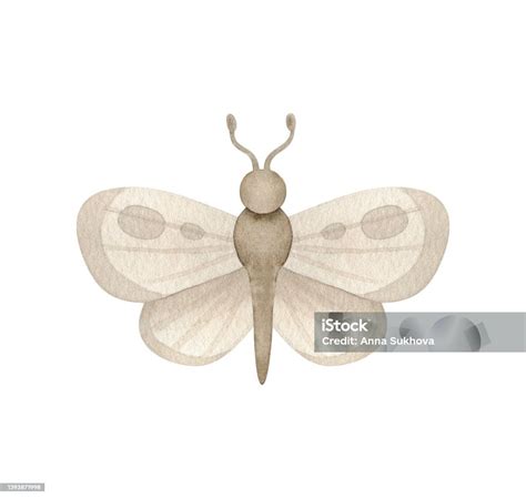 보호 나비의 수채화 그림 밝은 갈색 꽃의 섬세한 나비 흰색 배경에 고립 된 빈티지 나방 클립 아트 손으로 그린 곤충학 0명에 대한 스톡 벡터 아트 및 기타 이미지 Istock