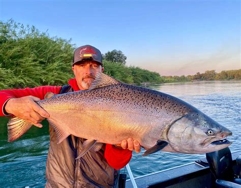 King Salmon Qld At Mitchell Barclay Harvey Blog