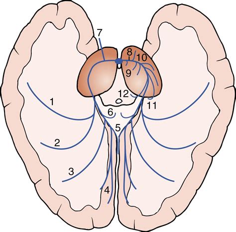 Posterior Cerebral Artery Disease Clinical Tree