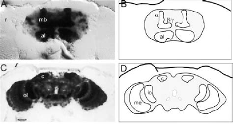 figure 2 from cam kinase ii and visual input modulate memory formation
