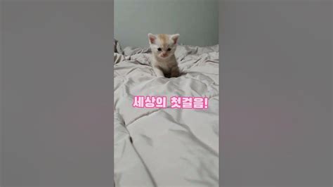 냥이온 킹 새끼고양이 첫 걸음 Youtube