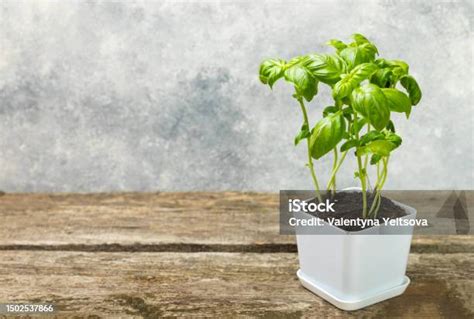 밝은 질감의 배경에 화분에 신선한 정원 허브 흰 냄비에 바질 매운 향신료와 허브의 모종 가정 향기로운 요리 허브 디자인 0명에 대한 스톡 사진 및 기타 이미지 Istock