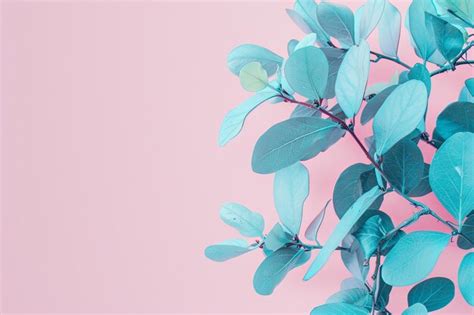 Blue Algae Leaves On Pastel Background Space For Text Maintain Premium Ai Generated Image