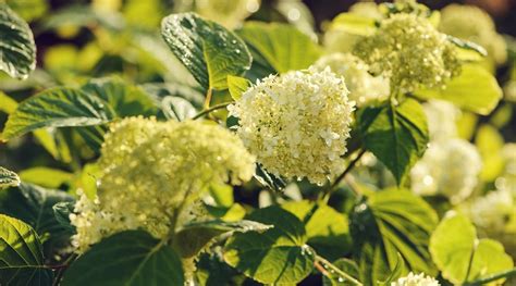 How To Plant Grow And Care For Bobo Hydrangea