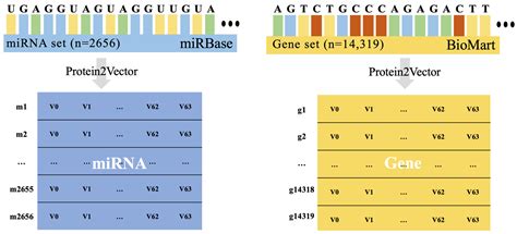 Migap Mirna Gene Association Prediction Method Based On Deep Learning Model
